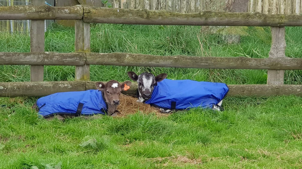 Calf jackets? Are they beneficial in the first 3 weeks? - The AgriSciencer