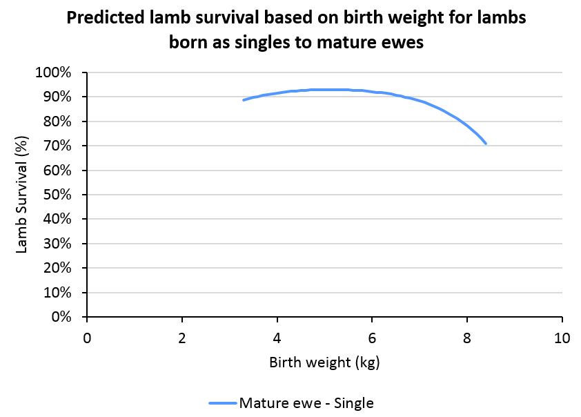 How birth weight affects lamb survival | The AgriSciencer