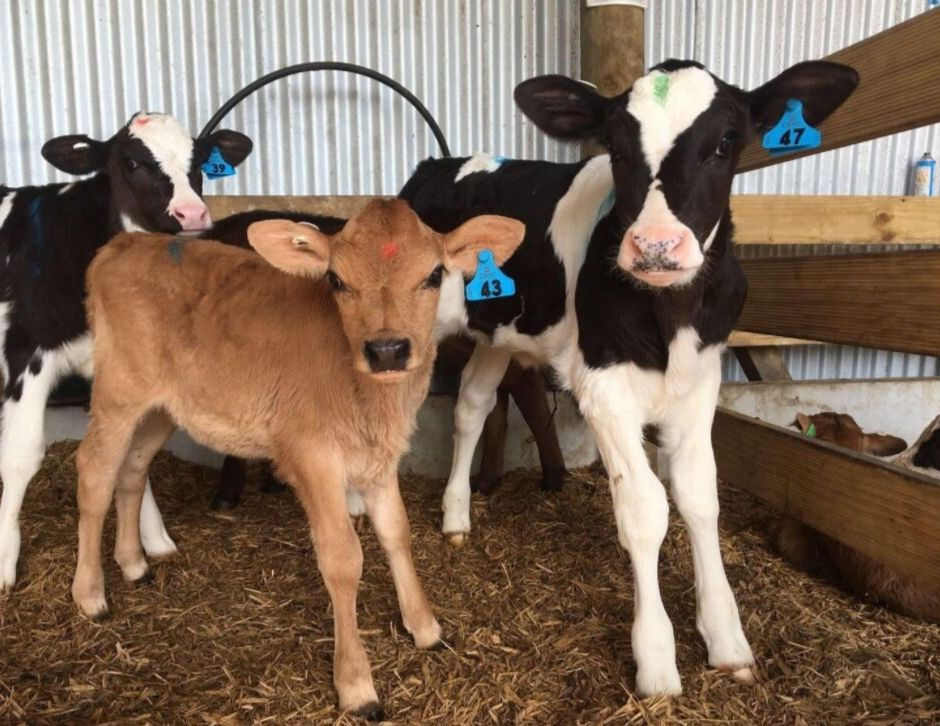 Keeping replacements from first calving heifers: growth and milk ...