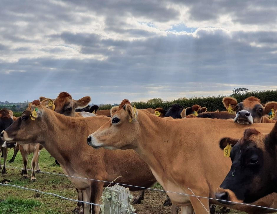 Do your cows have enough copper? | The AgriSciencer