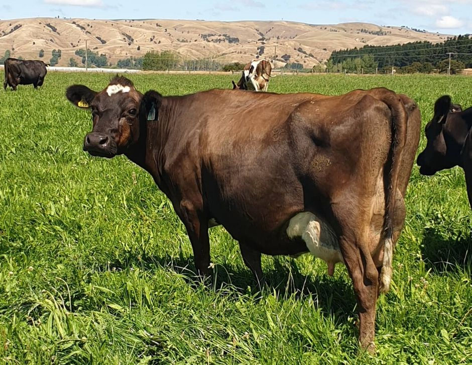 Does milk production differ for cows milked Once- or Twice-A-Day? | The ...