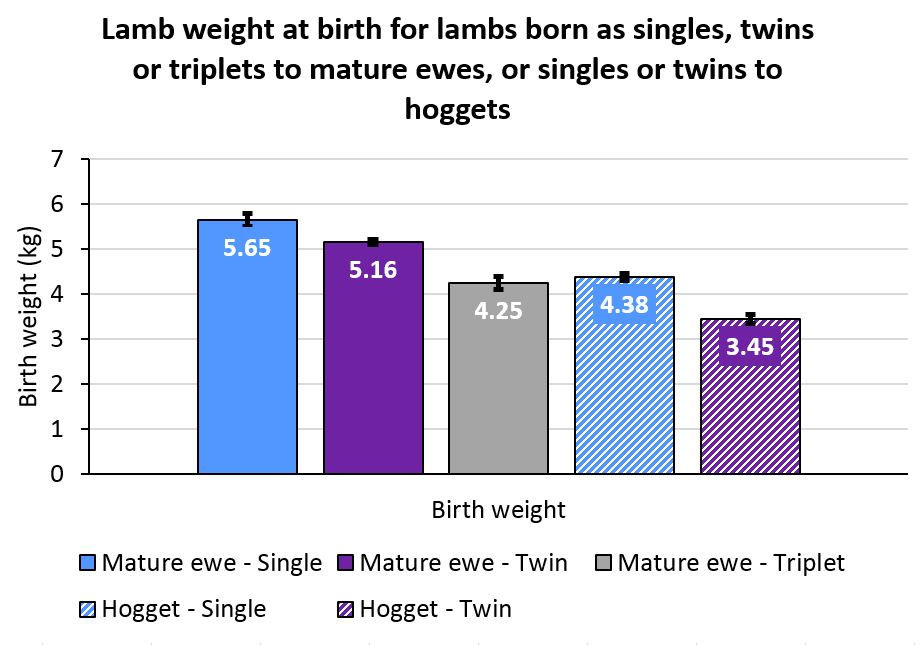 How birth weight affects lamb survival | The AgriSciencer