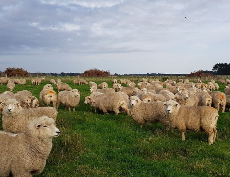 Selecting replacements born to hoggets - The AgriSciencer