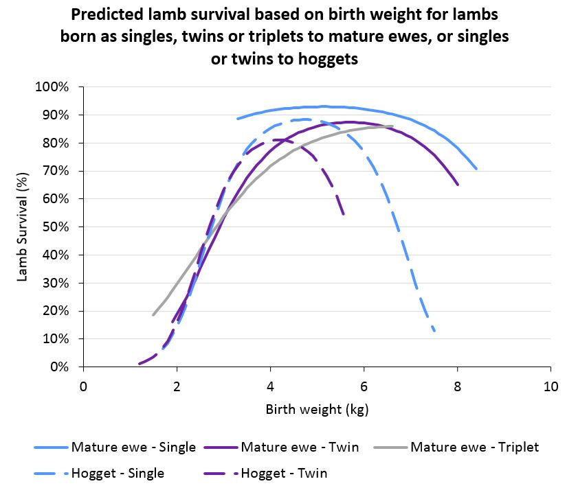 How birth weight affects lamb survival | The AgriSciencer