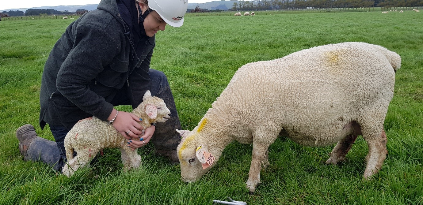 How birth weight affects lamb survival | The AgriSciencer