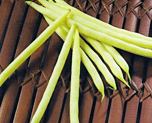 Carson Yellow Wax, Bean | amgro