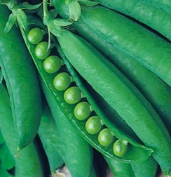 Alderman English Pea | amgro