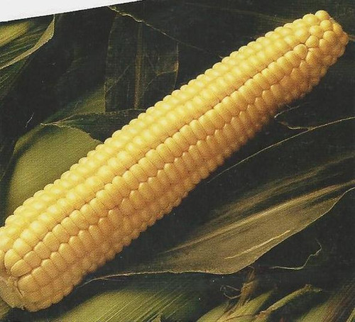 Jubilee (Yellow Corn) | amgro