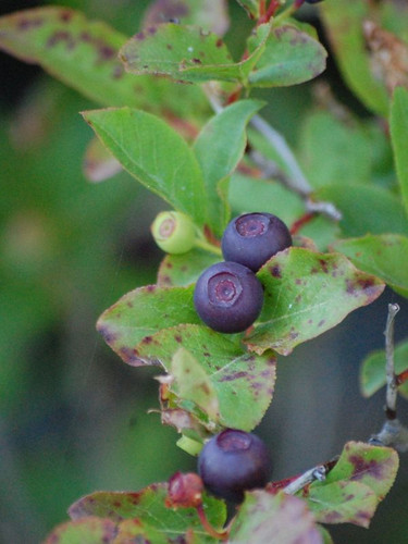 Mountain Huckleberry (read description) | Noble Gardens