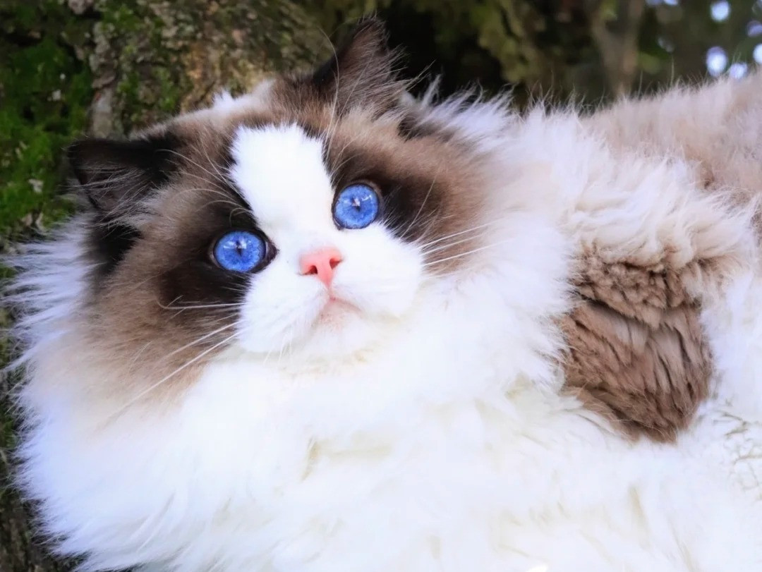 Gatto Ragdoll