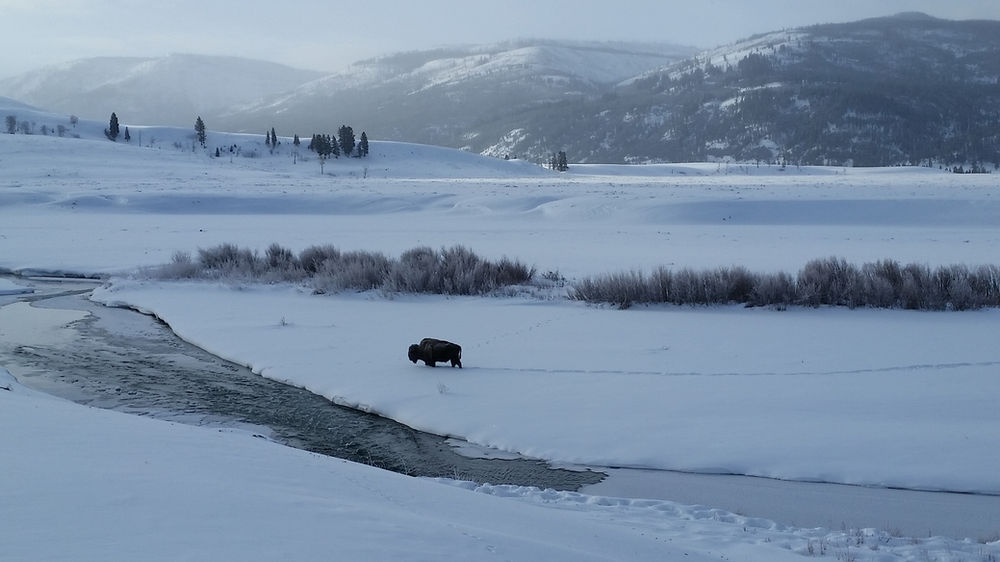 Climate Change in Yellowstone: Understanding the Home on the Range