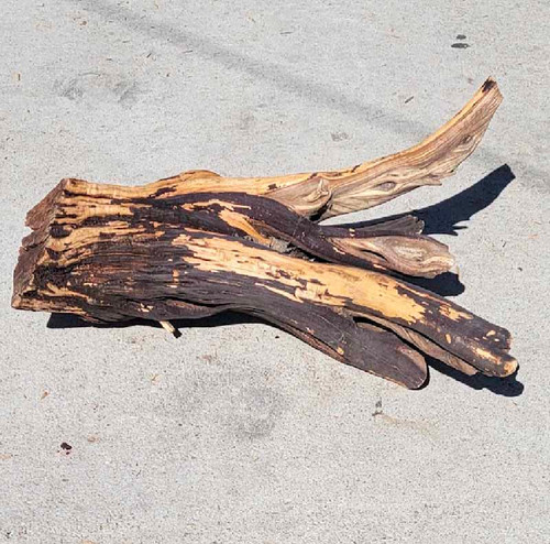 Manzanita Root Base #4 | WWMS | Denver, CO