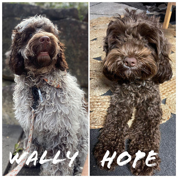 Labradoodle | Journey Australian Labradoodles | Australia