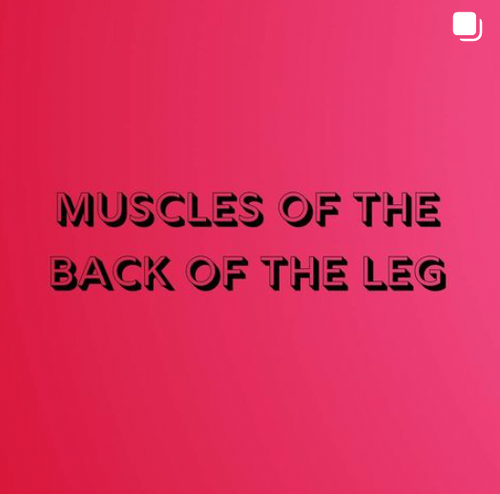 Muscles of back of leg - Anatomy | Angelina Issac