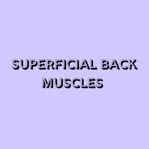 Superficial Back Muscles | Angelina Issac