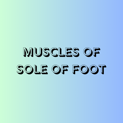 Muscles of Sole of Foot | Angelina Issac