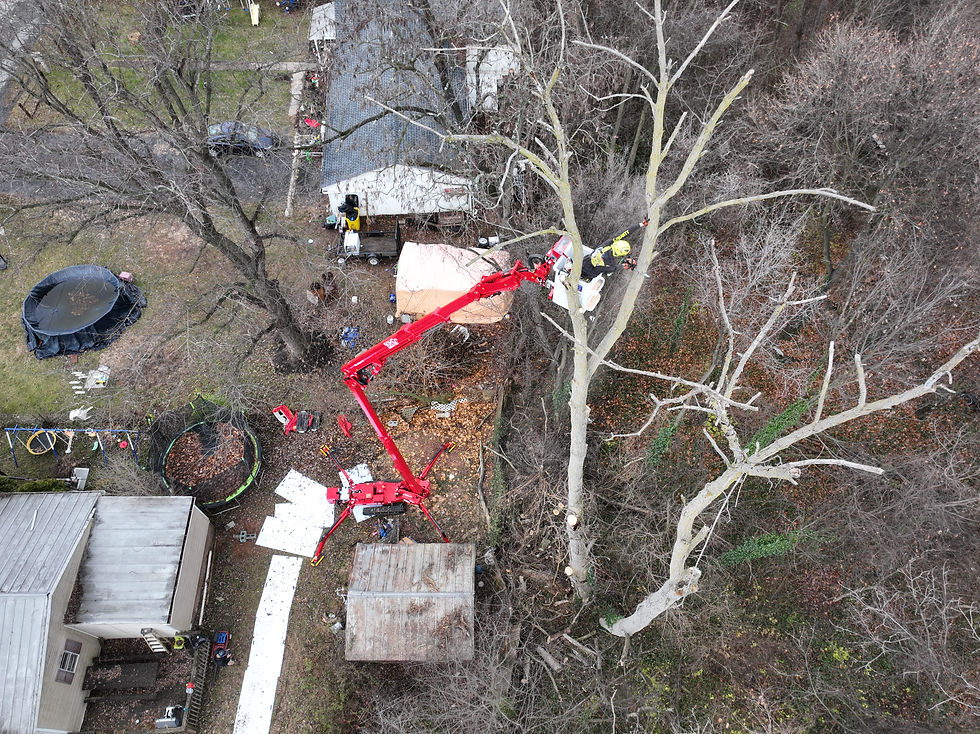Understanding the Hazards of Dead Ash Trees
