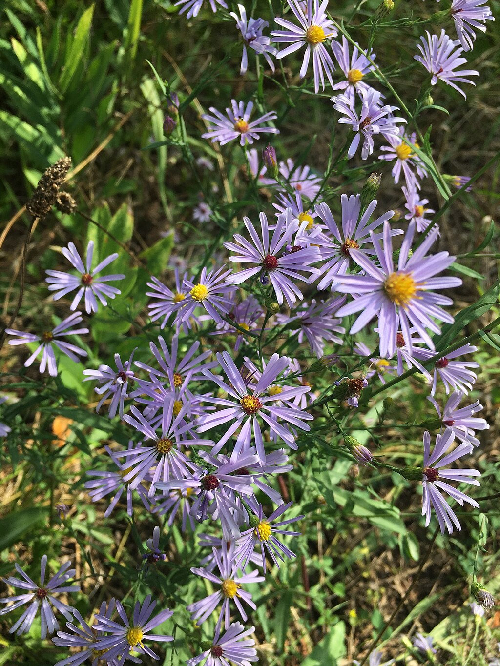 Smooth Blue Aster