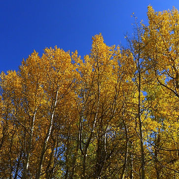 Quaking Aspen