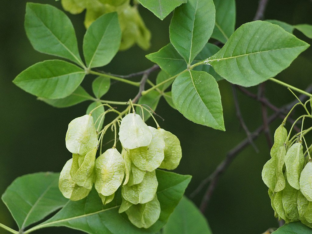Common Hoptree