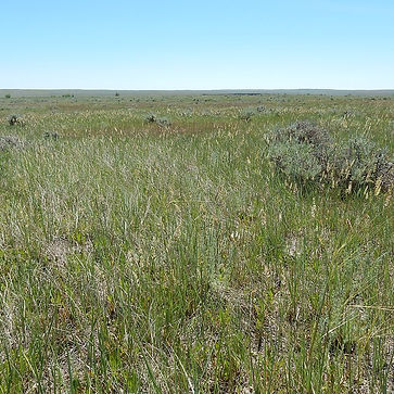 Prairie Junegrass