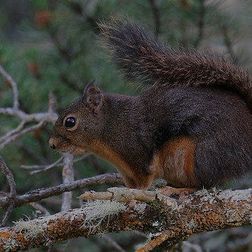 Rodent Pest Control | True Blue Pest Control | Truckee, CA Pest Control