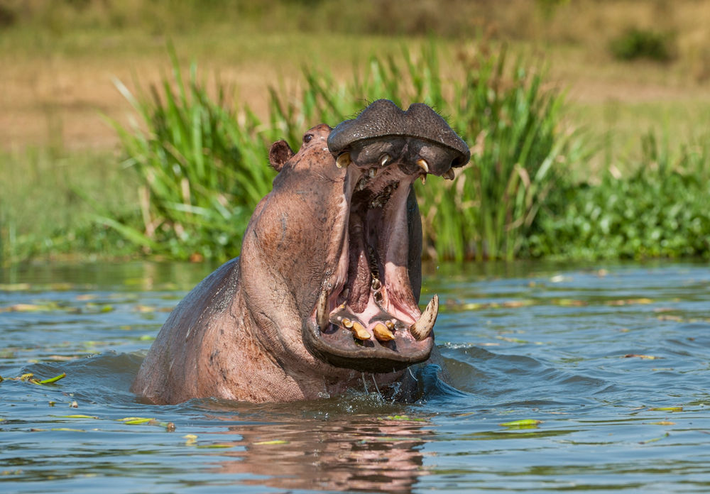Which Animal has the Largest Tooth? Fun Facts with Family & General ...