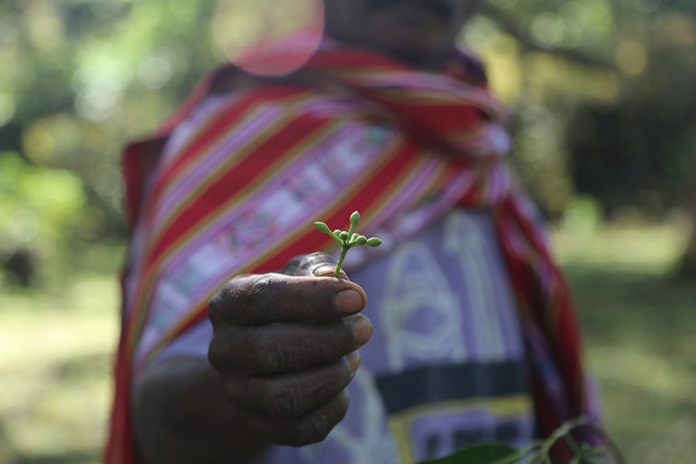 Lesotho: 'Agriculture Sector At a Turning Point'