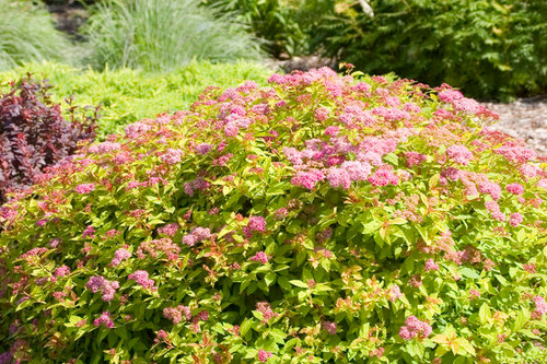 Magic Carpet Spirea | DTE Greenhouse