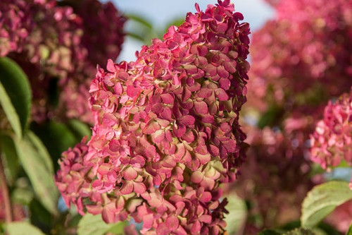 First Editions® Berry White® Hydrangea-Tree Form | DTE Greenhouse