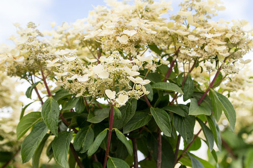 Quick Fire® Hydrangea - Tree Form | DTE Greenhouse