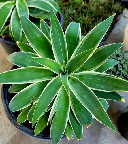 Agave attenuata - Foxtail Agave 'Ray of Light' - 5 Gallon | Shangri-Ha ...