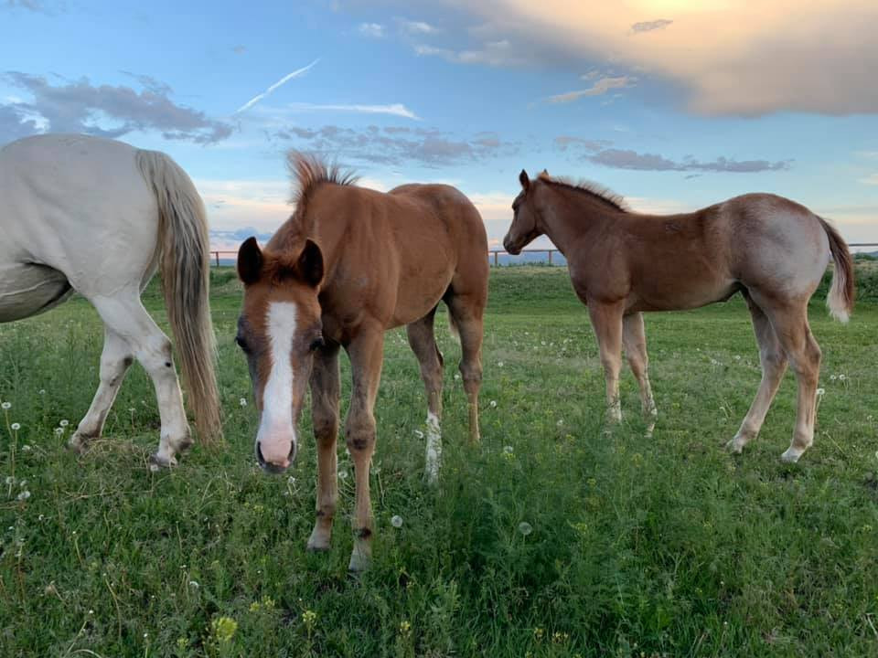 Performance Horses | United States | Outlaw Ranch, LLC