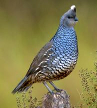 Texas Blue Scale Quail Hatching Eggs - 30 pack | My Vxw Site M61n2g 1