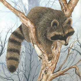 Wildlife | Gerri Betz Jackson