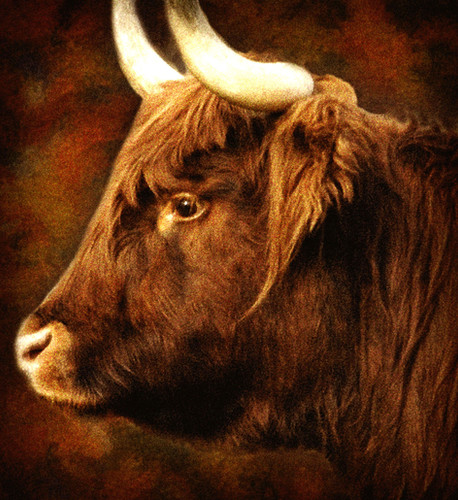 The Highlander, Edition #4 of 20 11x12" | Studio 87 Art