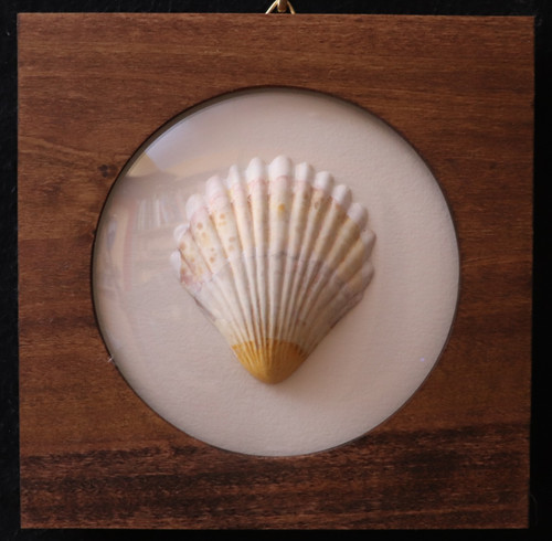 SCALLOP SHELL | Cor Boon Arts