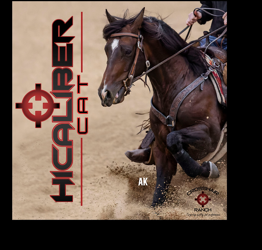 HiCaliber Cat Photo Gallery | Mysite