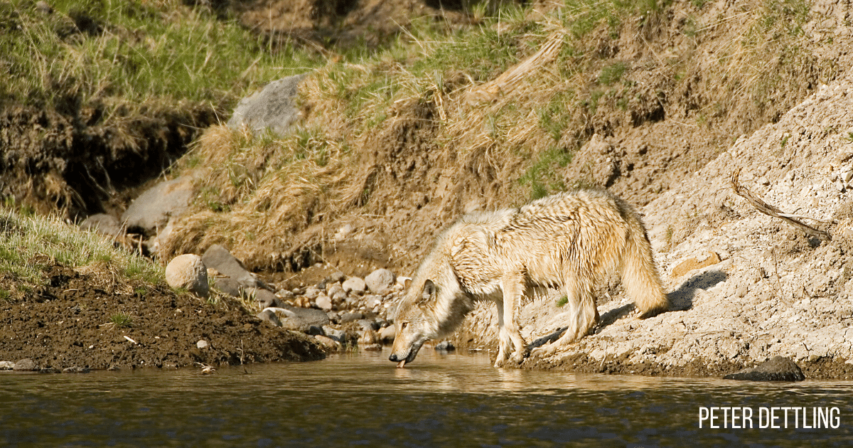 Wolf Awareness - Issues facing wolves