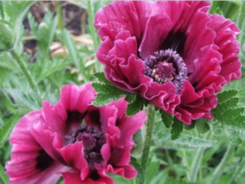 Papaver or. 'Bolero' | viveros-florena