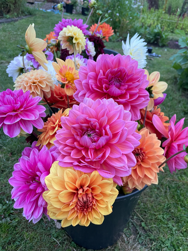 Dahlia Brights Bucket | Birch Farm Flowers