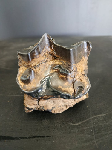 Dent d'Anisodon grande | Spinosaure