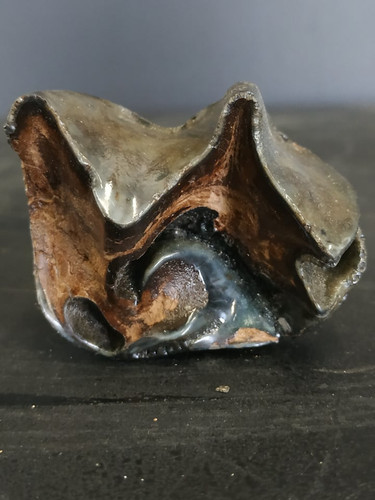 Dent Anisodon grande | Spinosaure