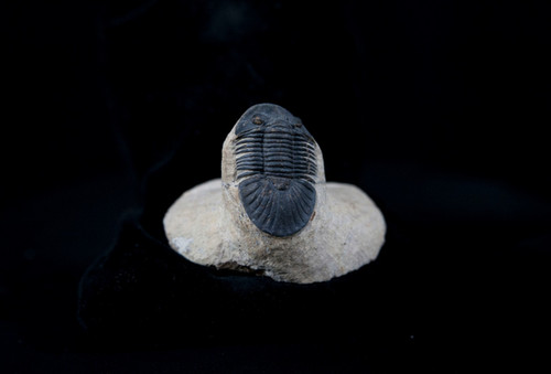 Trilobite Goldius sp. | Spinosaure