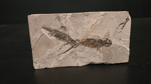 Apateon pedestris | Spinosaure