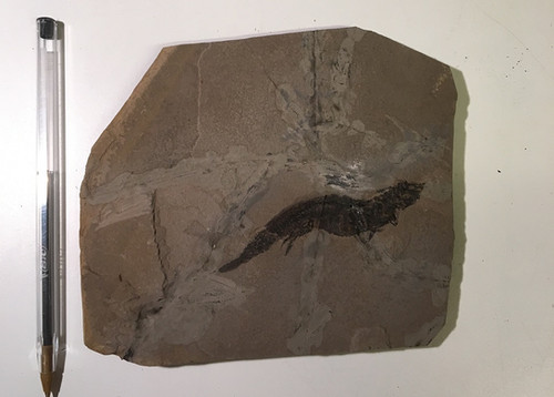 Apateon pedestris | Spinosaure