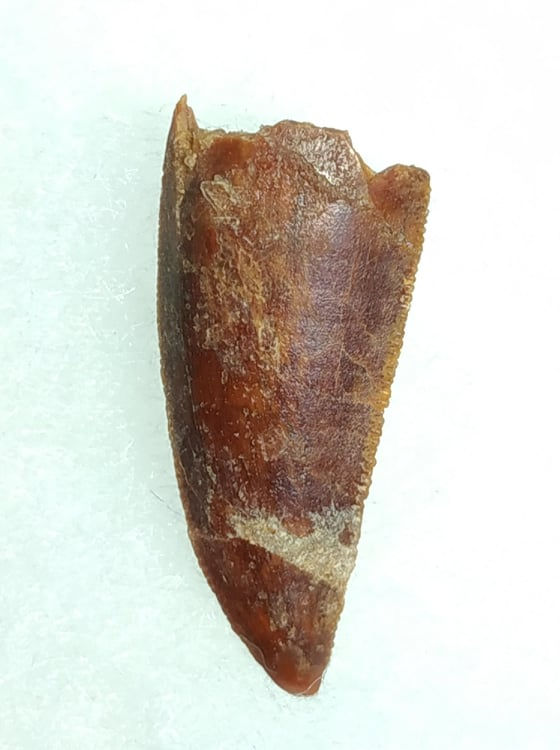 Dent Deltadromeus Raptor | Spinosaure