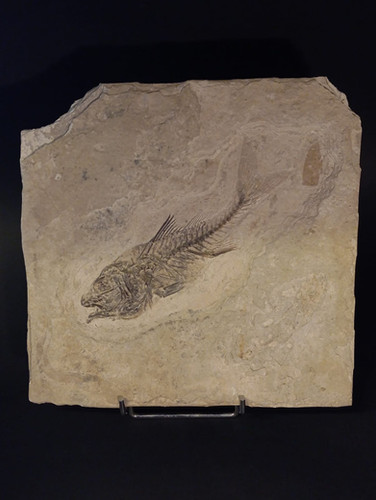 Dapalis macrurus | Spinosaure