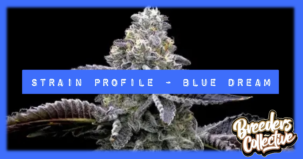 Strain Profile: Blue Dream Genetics, THC, Terpenes, Effects, Yield & More