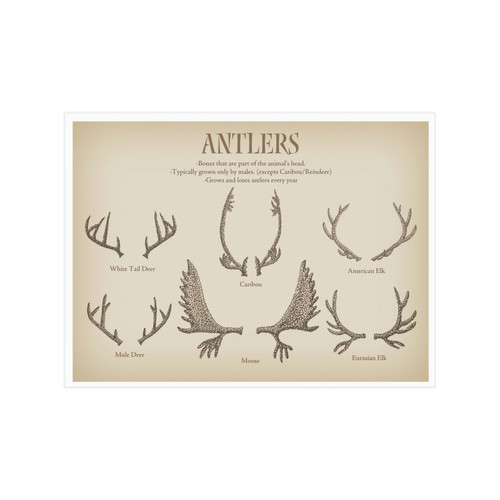 Antler Chart Print | Lehman Illustration
